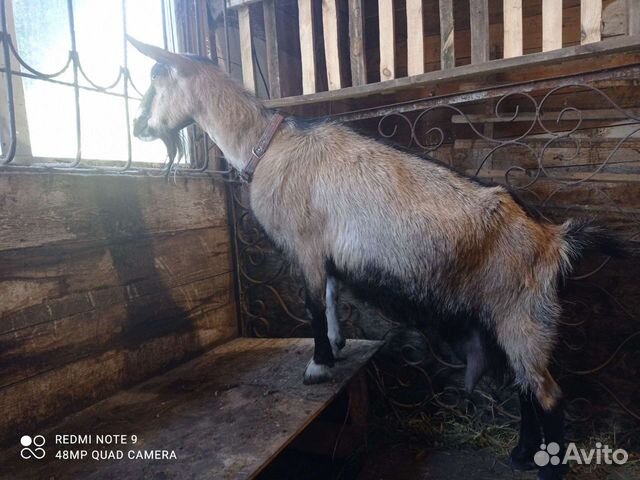 Коза дойная чешская