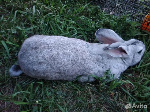 Кролики породы Фландр