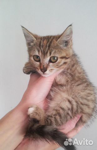 Бездомная кошечка ищет дом