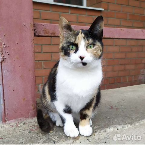 Кошка в дар бесплатно