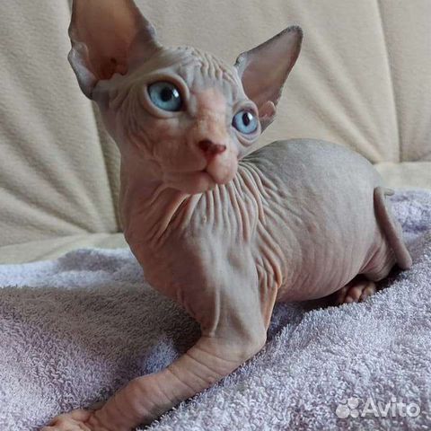 Канадский сфинкс