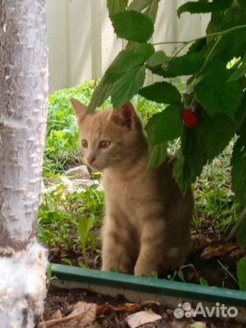 Пристрою котят
