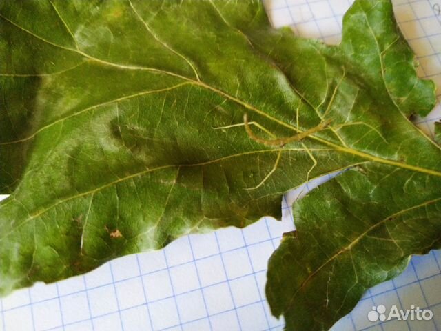 Палочник Аннамский