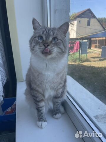 Косоглазый красавчик Сеня ищет родителей