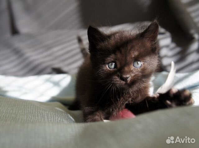 Кнопочка девочка