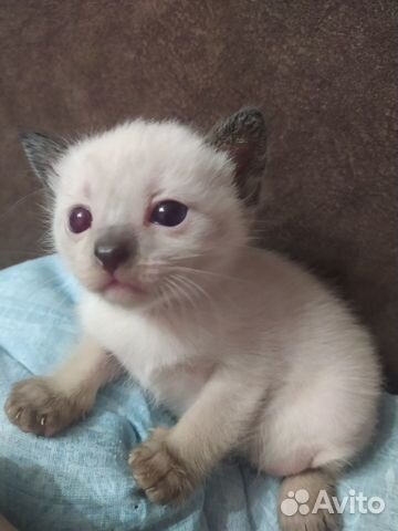 Кошки