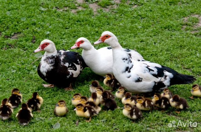 Индоутки, индоутята. Обмен