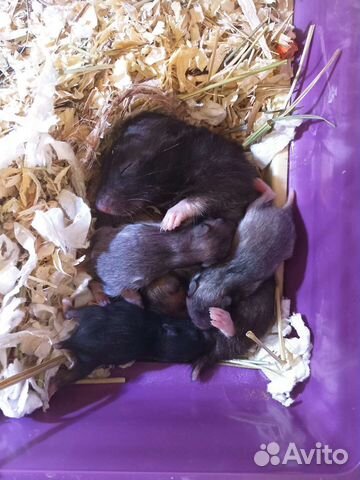 Сирийский хомяк, ручные хомячки в добрые руки