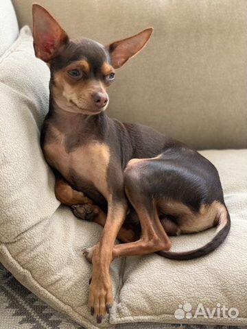 Той-терьер мальчик 1 год