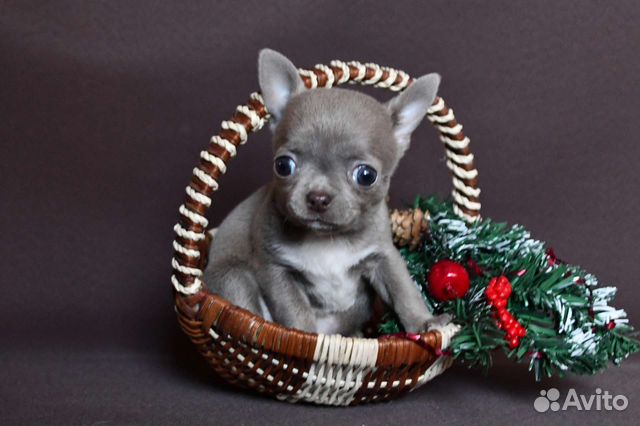 Мальчик чихуахуа