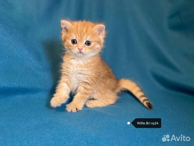 Британские золотые котята