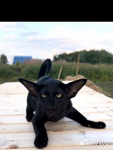 Ориентальная черная кошка