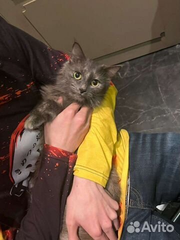 Кошка тихая ласковая