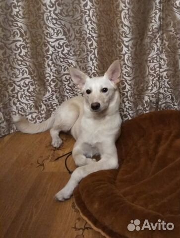 Очаровашка Белла ищет свой дом