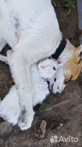 Щенок алабая и кошечка подружка алабая)