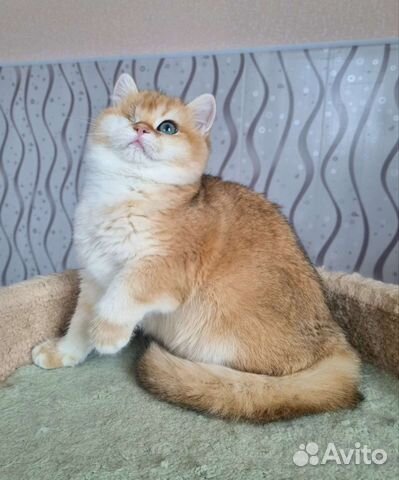 Прекрасный золотой котик в добрые руки