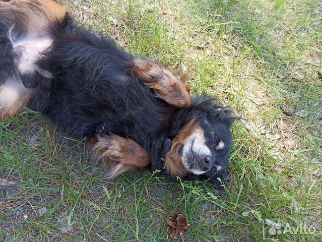 Хочу девочку Той-терьера