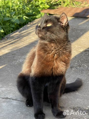 Кошка в добрые руки ищет дом или пережержку