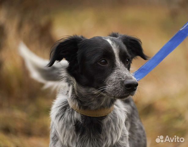Грейка, типаж спаниеля в добрые руки