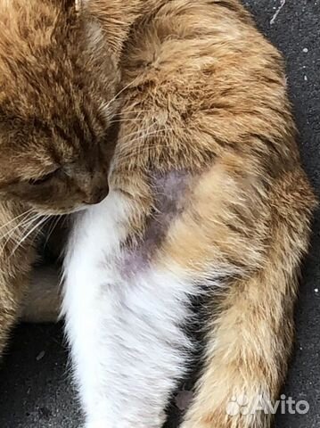 Сос, котик болен и спит в луже