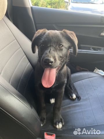 Помесь лабрадора