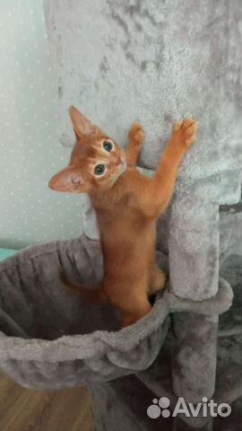 Абиссинский котенок