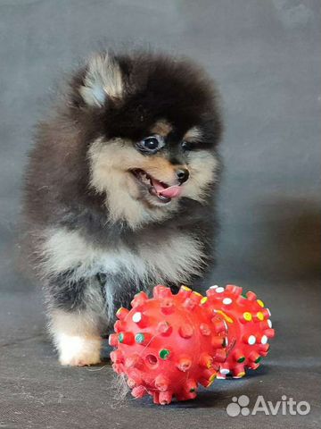 Померанский шпиц медвежьего типа