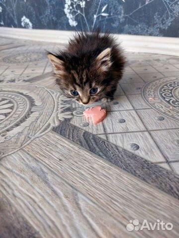 Котенок