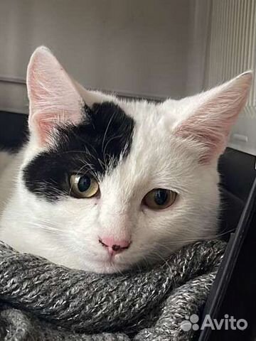 Котенок ищет чуткого и доброго человека