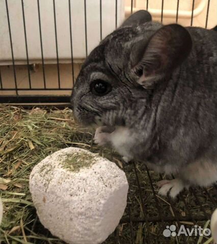 Шиншилла девочка