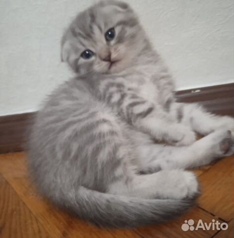 Шотландские котята