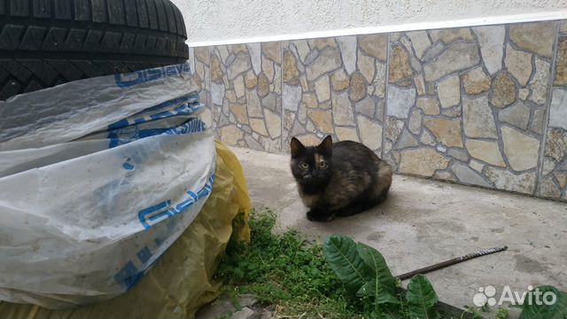 Отдам кошку и котят в хорошие руки