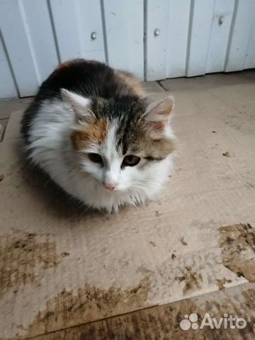 Выбросили кошку, ищем новых хозяев