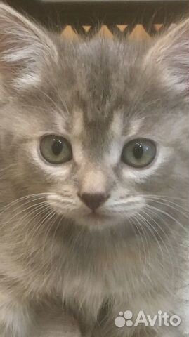 Котята в хорошие руки