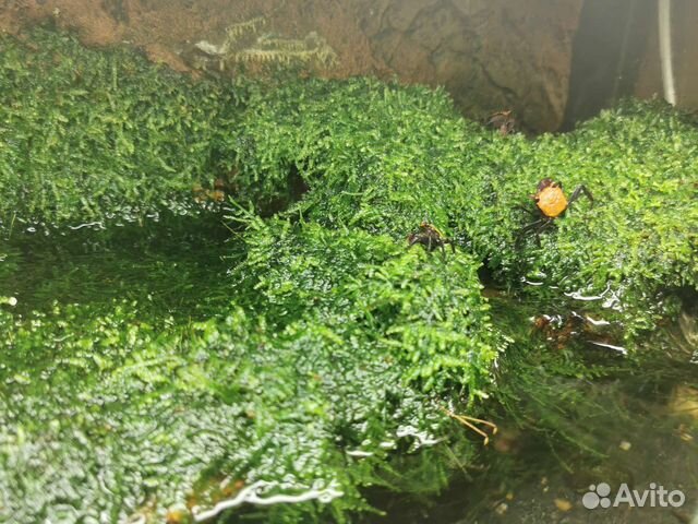 Geosesarma краб карнавальные вампир