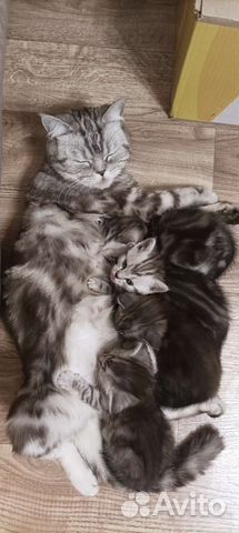 Британская кошка