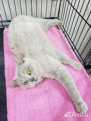 Отдаю в добрые руки