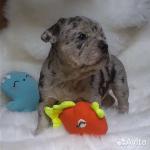 Пупсик француз