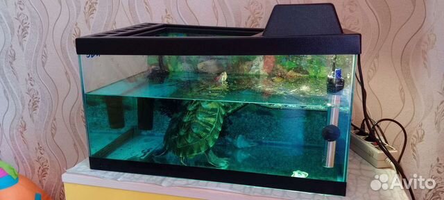 Морская черепаха