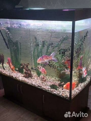 Аквариум 480л с фильтром