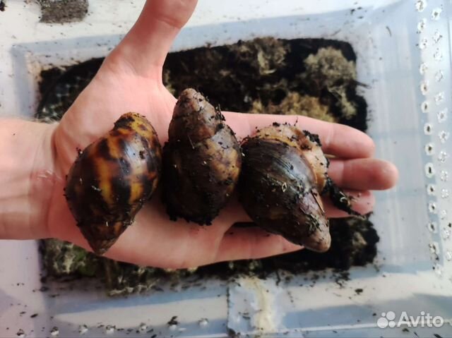 Улитки ахатины тигр