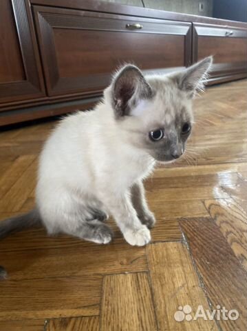 Сиамская кошка 2 месяца