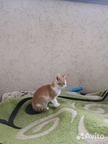 Котята в добрые руки бесплатно