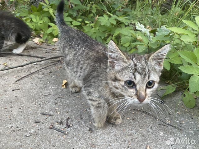 Кошка