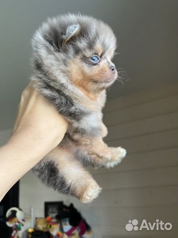 Шпиц мерле красавчик мальчик