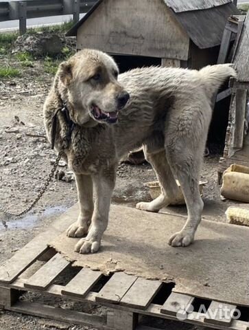 Алабай в добрые руки
