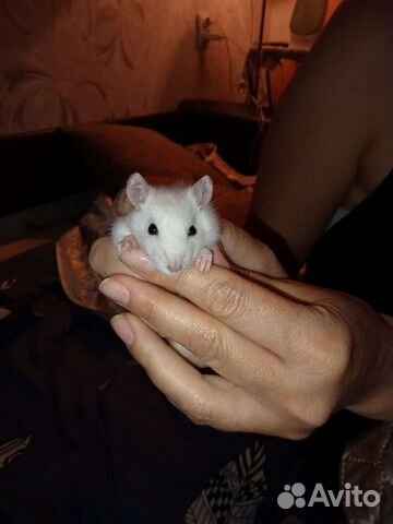 Крыса дамбо