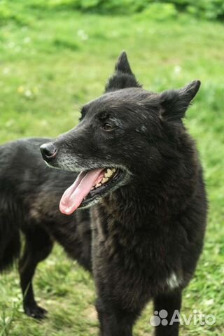 Пес Миша в добрые руки