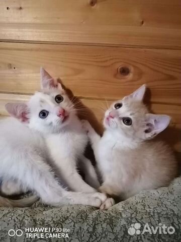 Котята 2 месяца