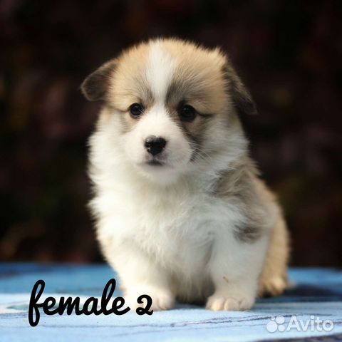 Очаровательные девочки вельш корги